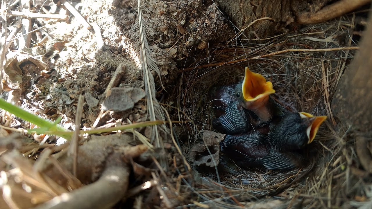 Day 1"Robin's Rascals: Bird Babies Full of Charm - YouTube