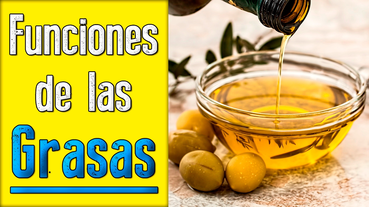 Funciones de las Grasas - YouTube
