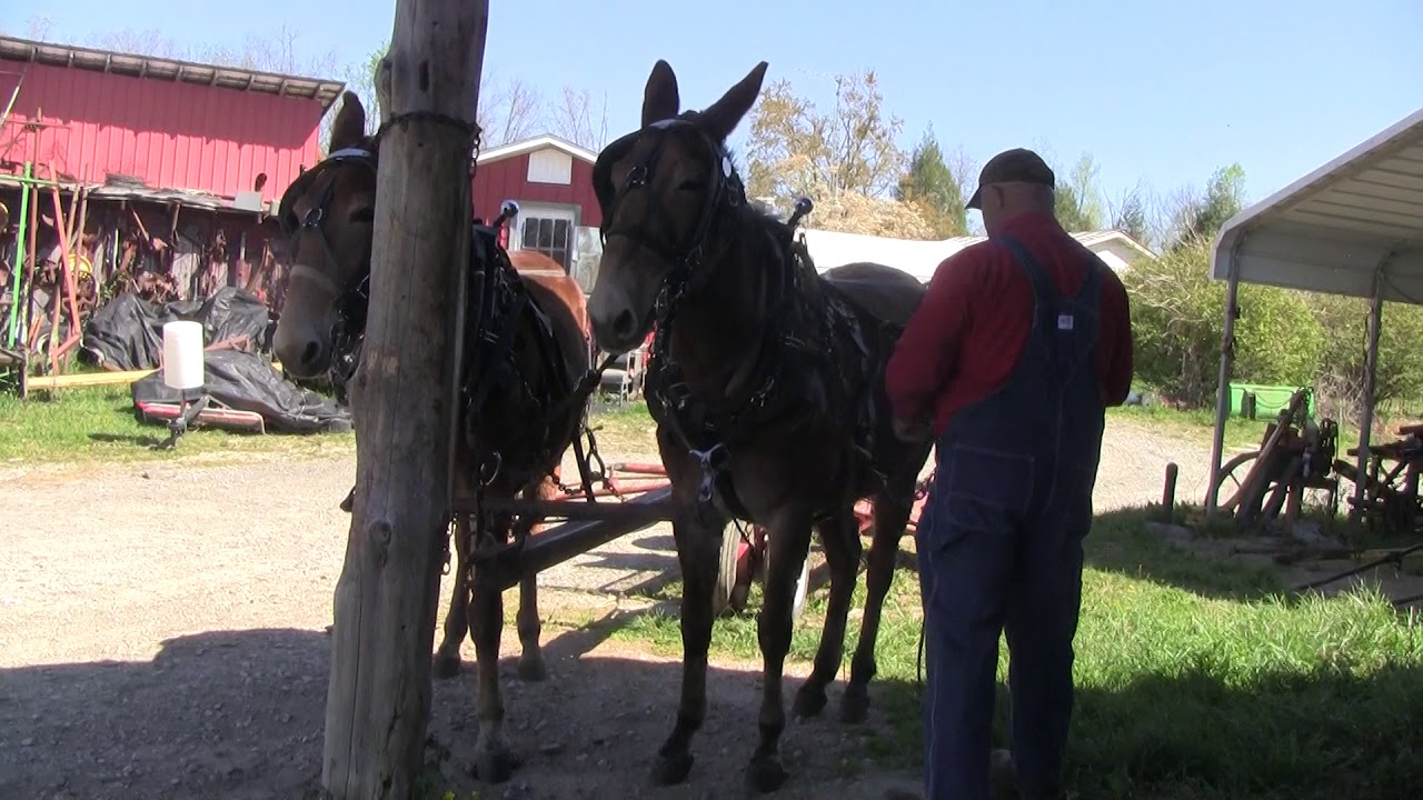 Training Mules - YouTube