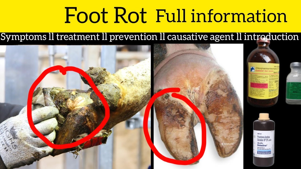 foot rot treatment ll Foot rot in buffalo ll symptoms ll treatment ll ...