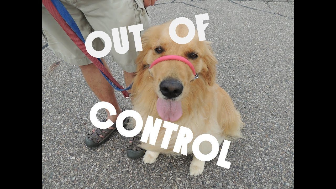 Out of Control Golden Fixed in Seconds - Dog Whisperer BIG CHUCK ...