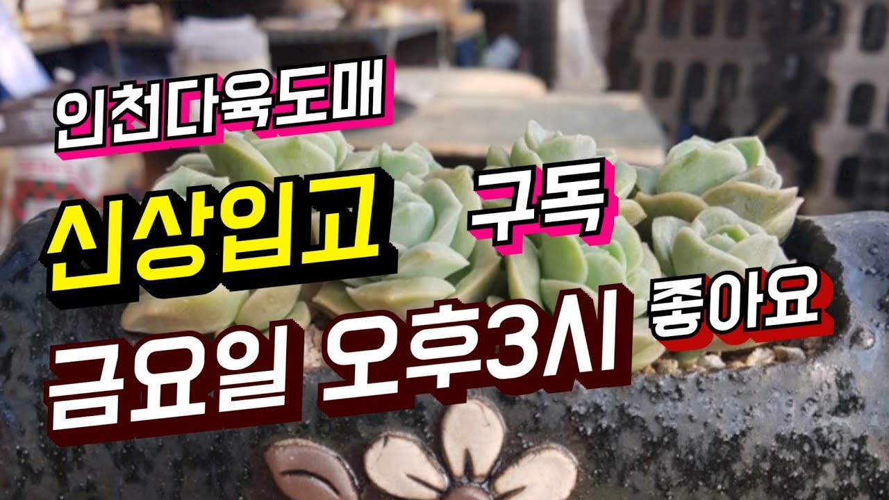 인천다육 신상다육입고예고편 416 오후3시 인천다육도매다육이싼집다육이화분세일현금30세일인천에서다육이가장싼