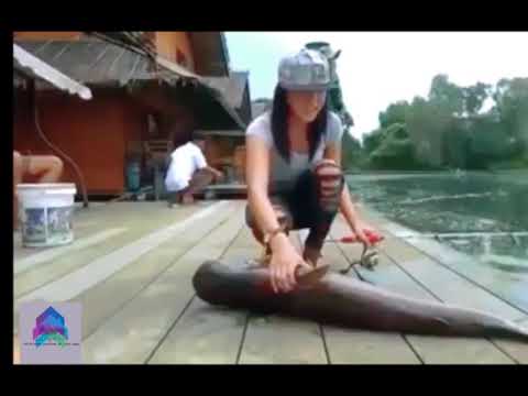 cewek cantik mancing dapat ikan besar mantap jos gandos