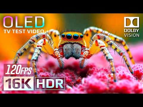 Ultimate New TV Test Experience | 16K HDR 120fps Dolby Vision For 8K OLED/QLED TV