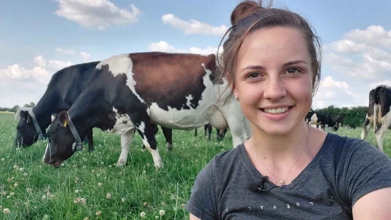 Vlog #6 My internship: MILKING 300 heifers on NEW Irish Dairy Farm ll ...