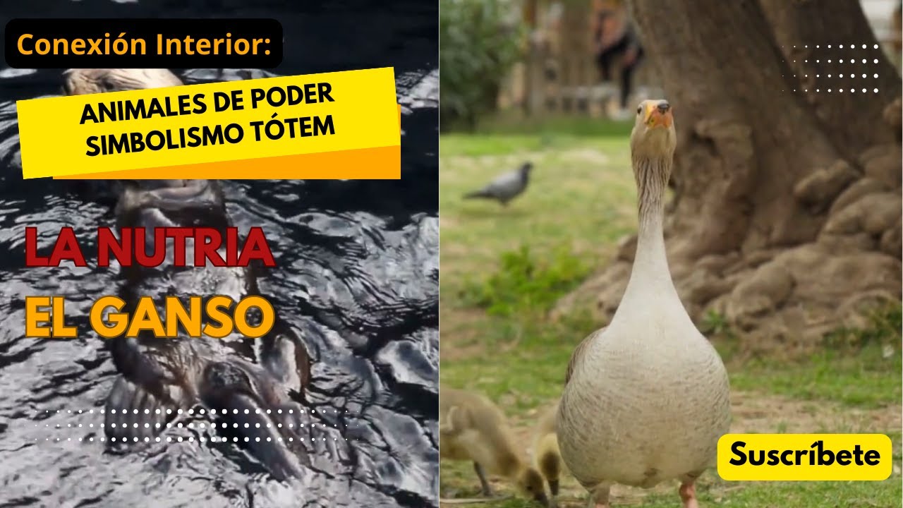 Animales de Poder, Simbolismos Tótem - La nutria, el ganso. - YouTube