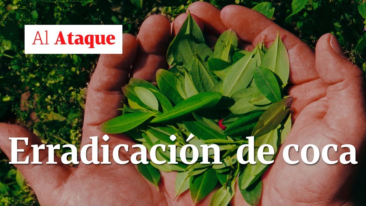 La increíble odisea de arrancar una mata de coca | Al Ataque - YouTube