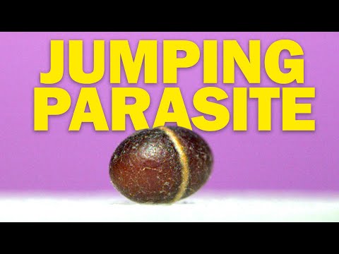 Do Solitary Wasps Spin A Cocoon
