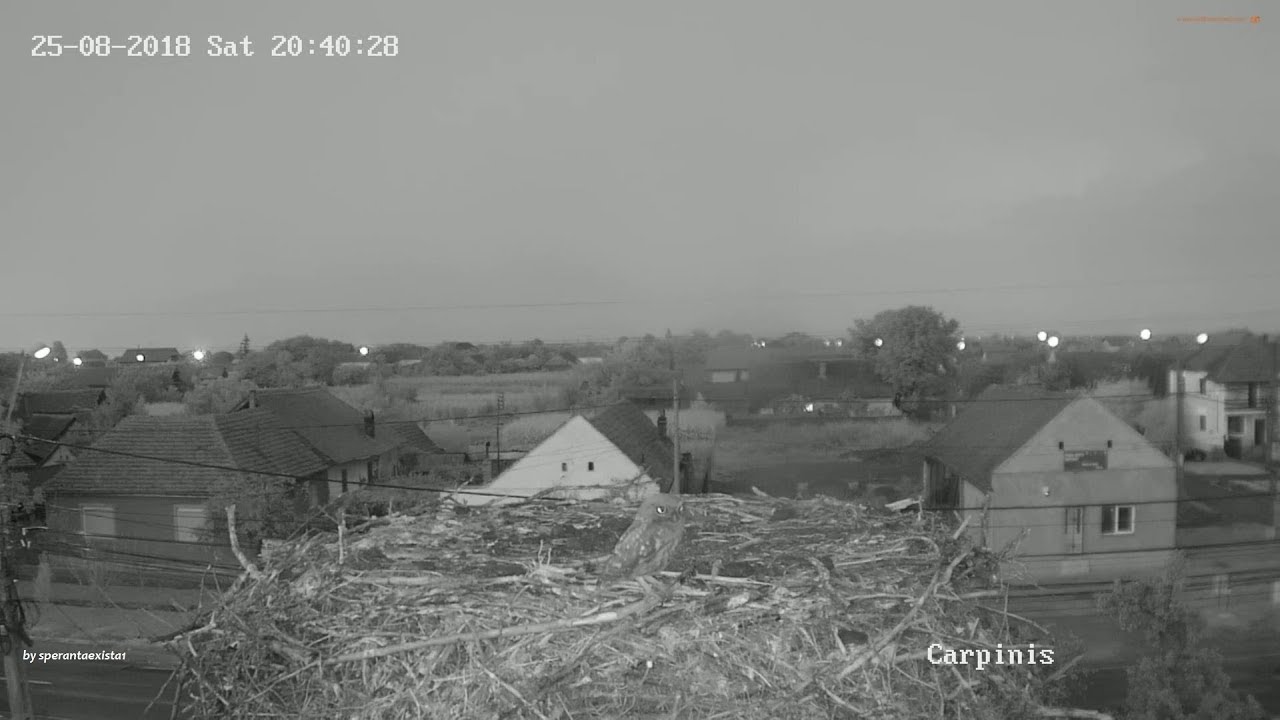 Cuib Barza / Stork Nest Romania, Carpinis ~ Owl Visit At Dusk / Cucuvea ...