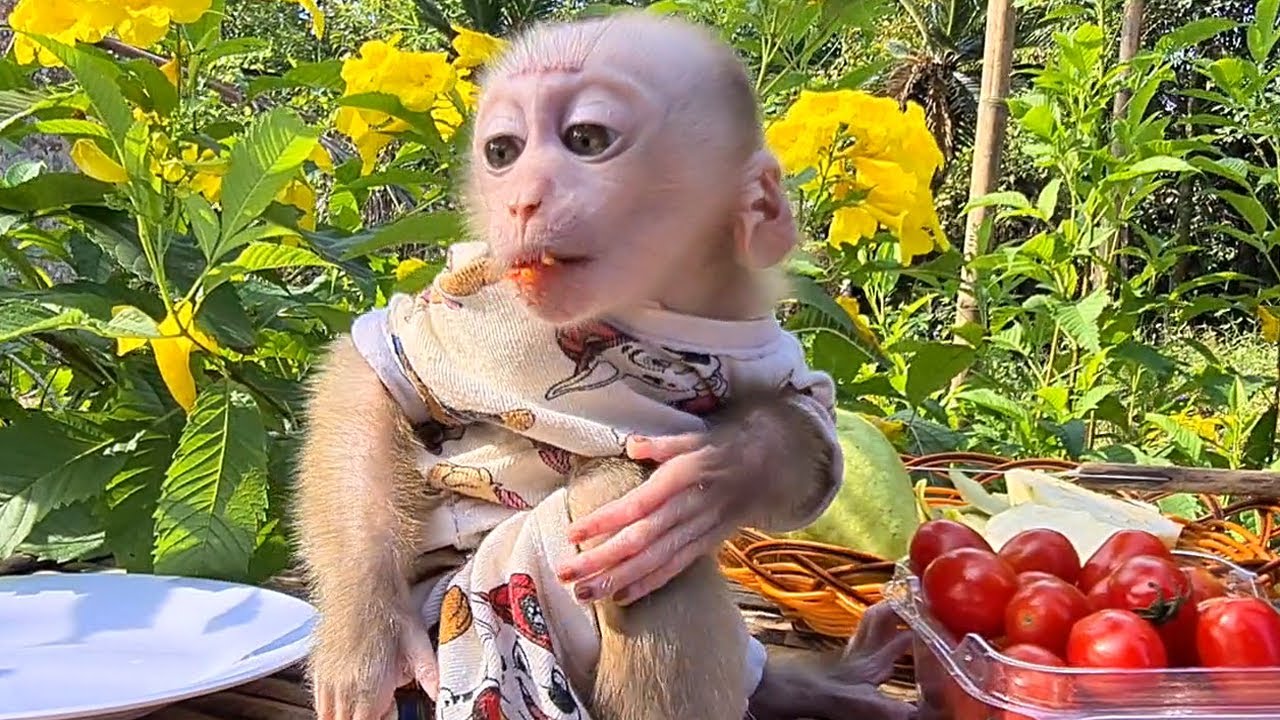 Chip monkey enjoys mom's delicious ruby tomatoes - YouTube