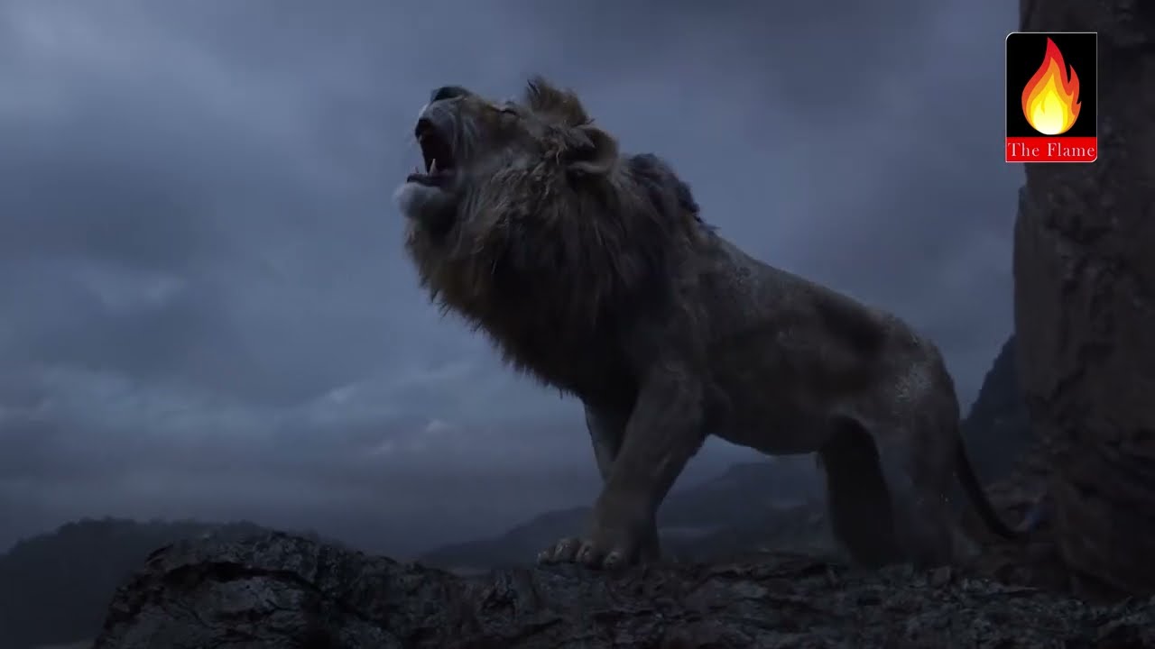 Why is the lion called the king of the forest ?? - YouTube