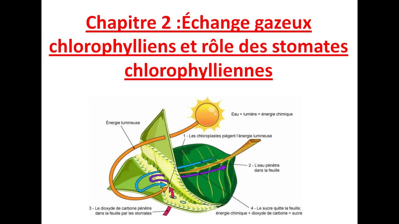 révision+facteur influant sur la photosynthèse chapitre 2 (PARTIE 1 ...