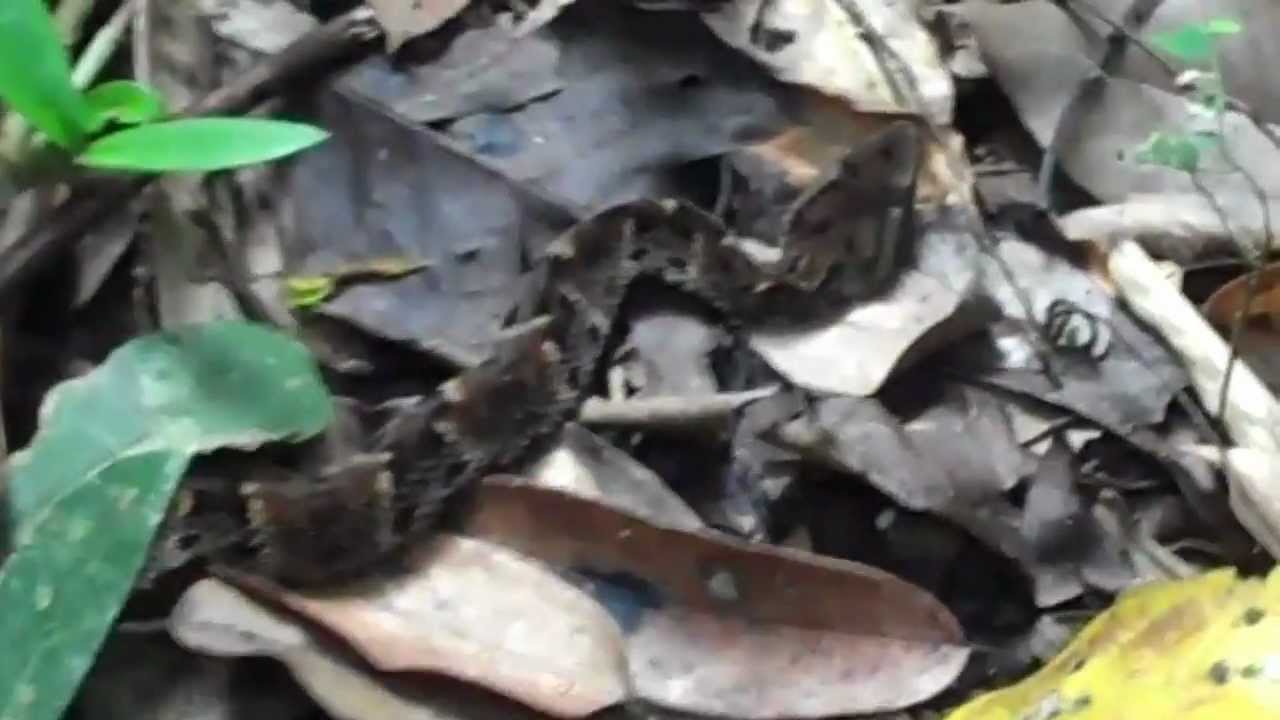 Trinidad & Tobago Field Naturalist's Club Bothrops atrox,mapepire ...