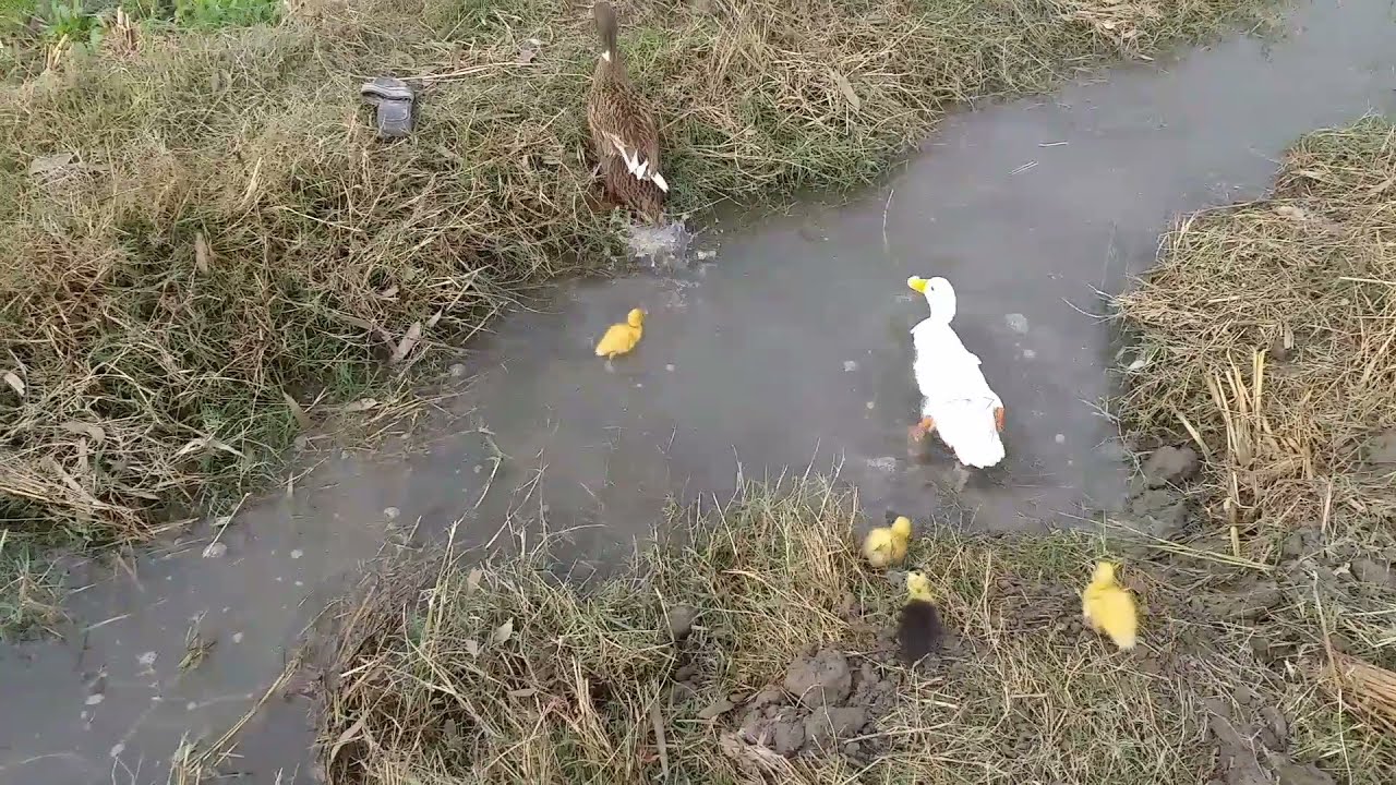 Batekh ke Bachy - YouTube