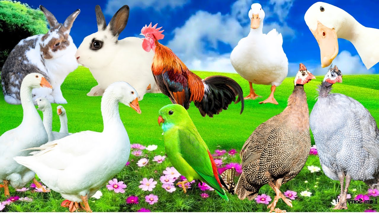 GEESE TALKING: CAT MEOWING, DUCKS LAUGHING, HEN CHICKS, PEARL HENS ...