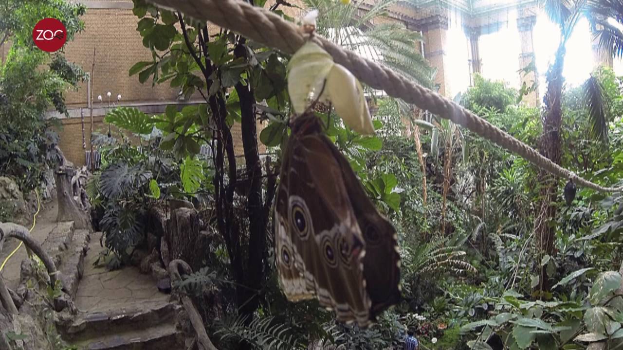 Vlindertuin @ZOOantwerpen - YouTube