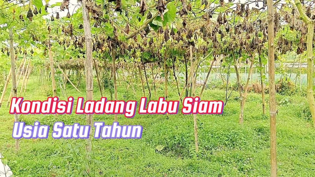 Tips Budidaya Labu Siam Hanya Satu Kali Tanam - YouTube