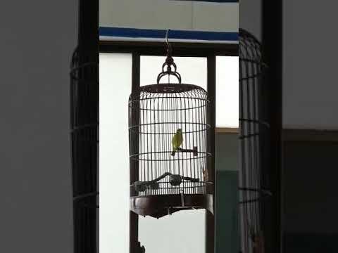 Yellow Eye Singing
