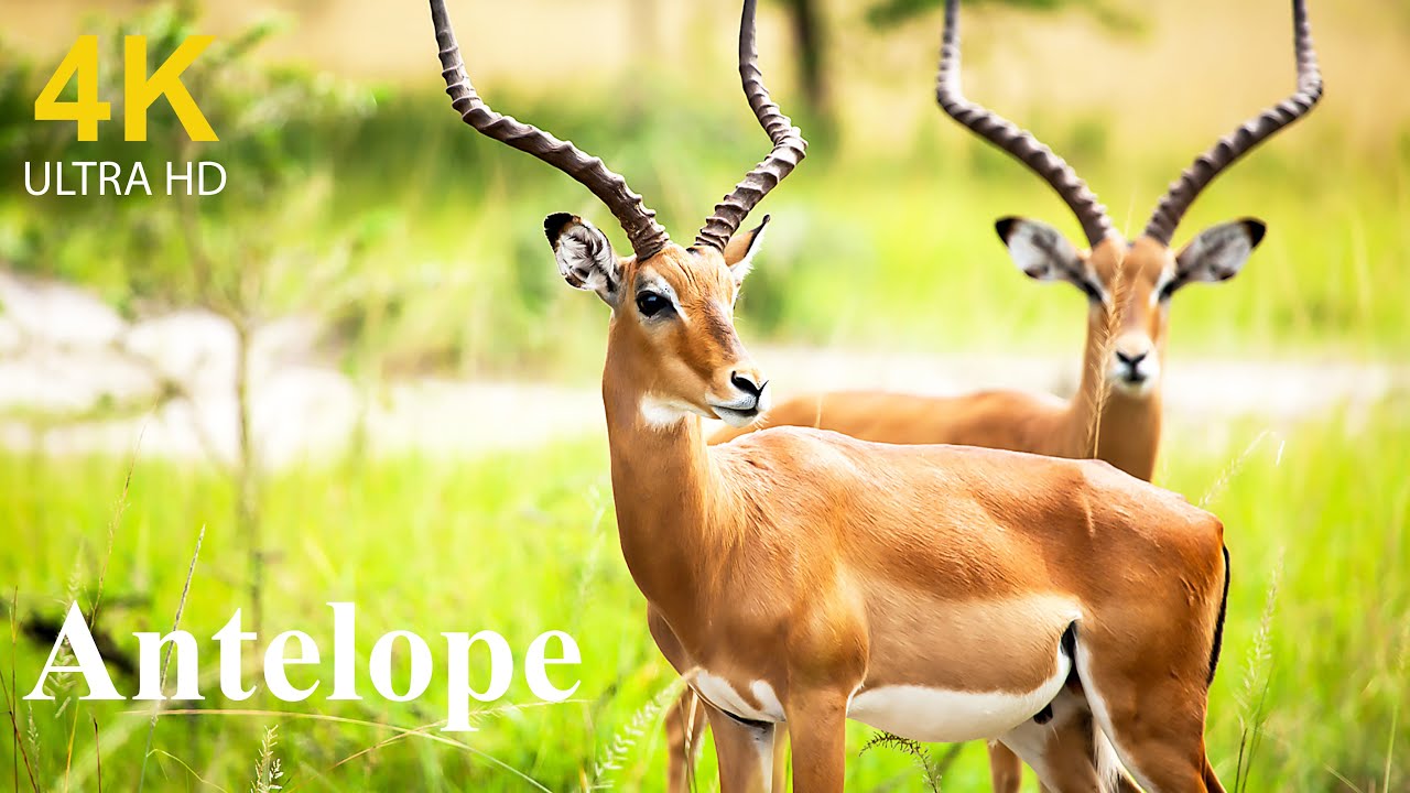 ANTELOPE, Wild animals, world of animals, wild animal in nature ...