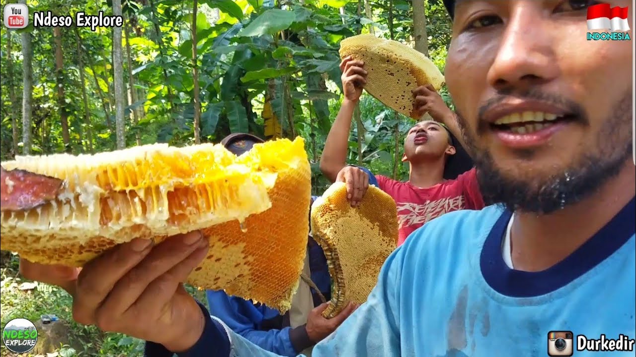 Madu Tawon Gung - YouTube