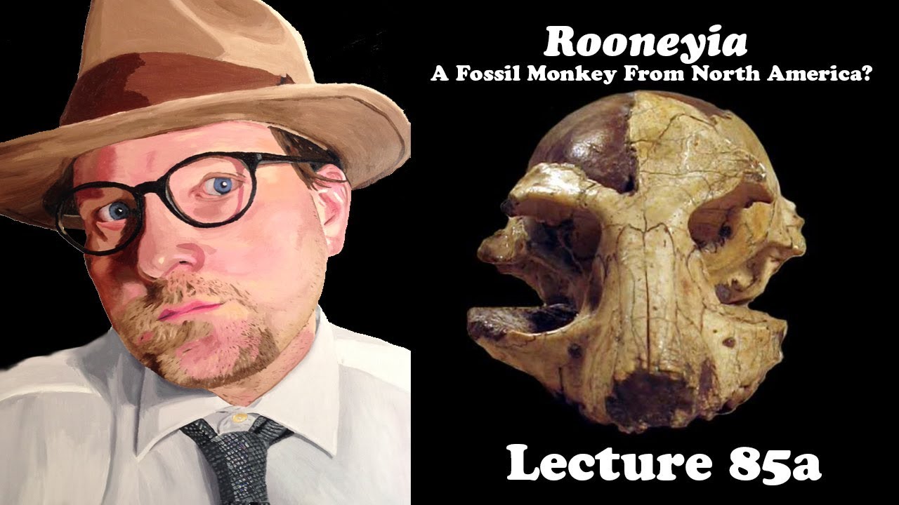 Lecture 85a Rooneyia: An enigmatic fossil primate from Texas. - YouTube