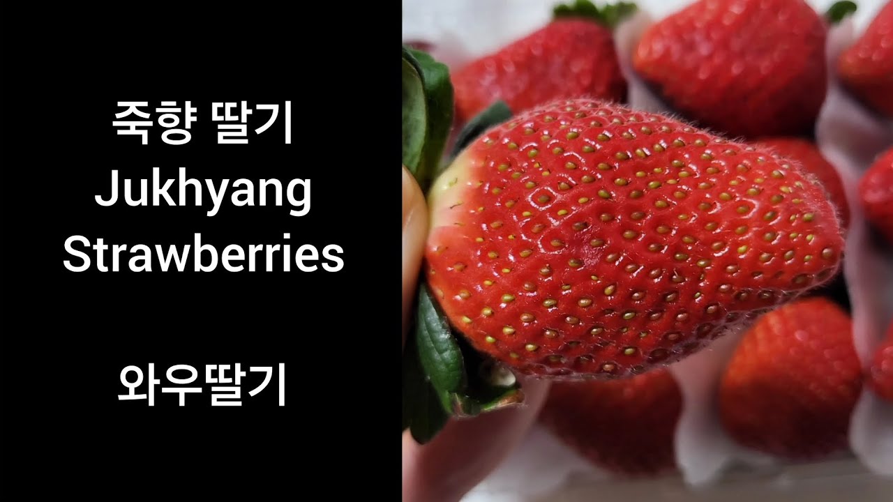 소비자 과일 리뷰 죽향 딸기 와우 딸기 현대백화점 압구정 본점 엄청난 단맛과 신맛의 조화와 단단한 과육 한국 딸기