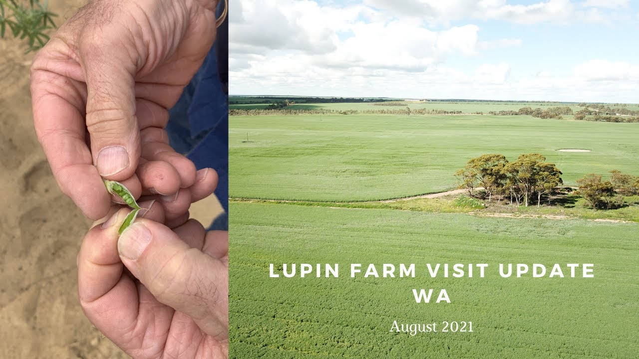 Lupin Farm Visit - Crop Update August 2021 - YouTube