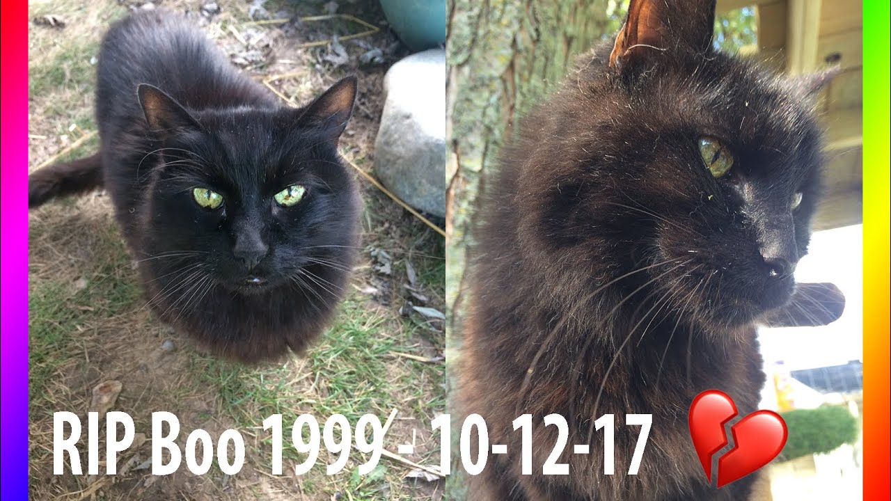 RARE VLOG! (RIP Boo Boo) :( - YouTube