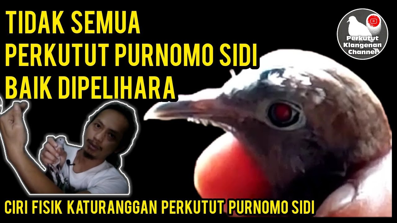 CIRI FISIK PERKUTUT PURNOMO SIDI | PERKUTUT MATA MERAH - YouTube