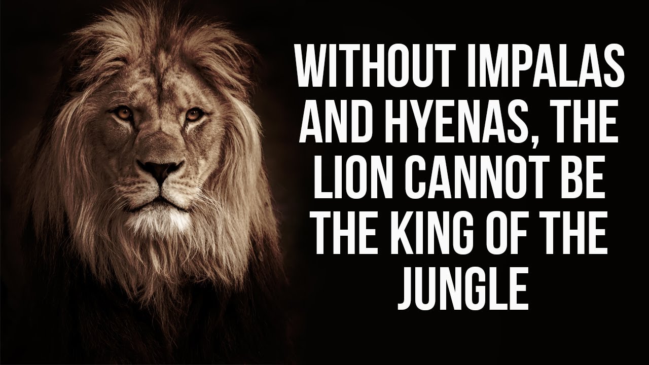 Ancient African PROVERBS About The Lion - YouTube