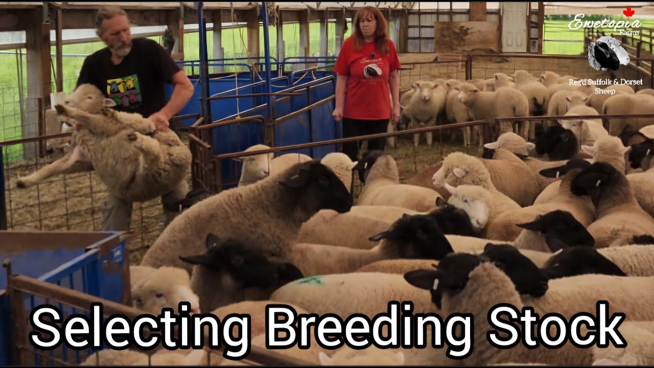 Dorset Breeding Stock Chosen Today! - YouTube