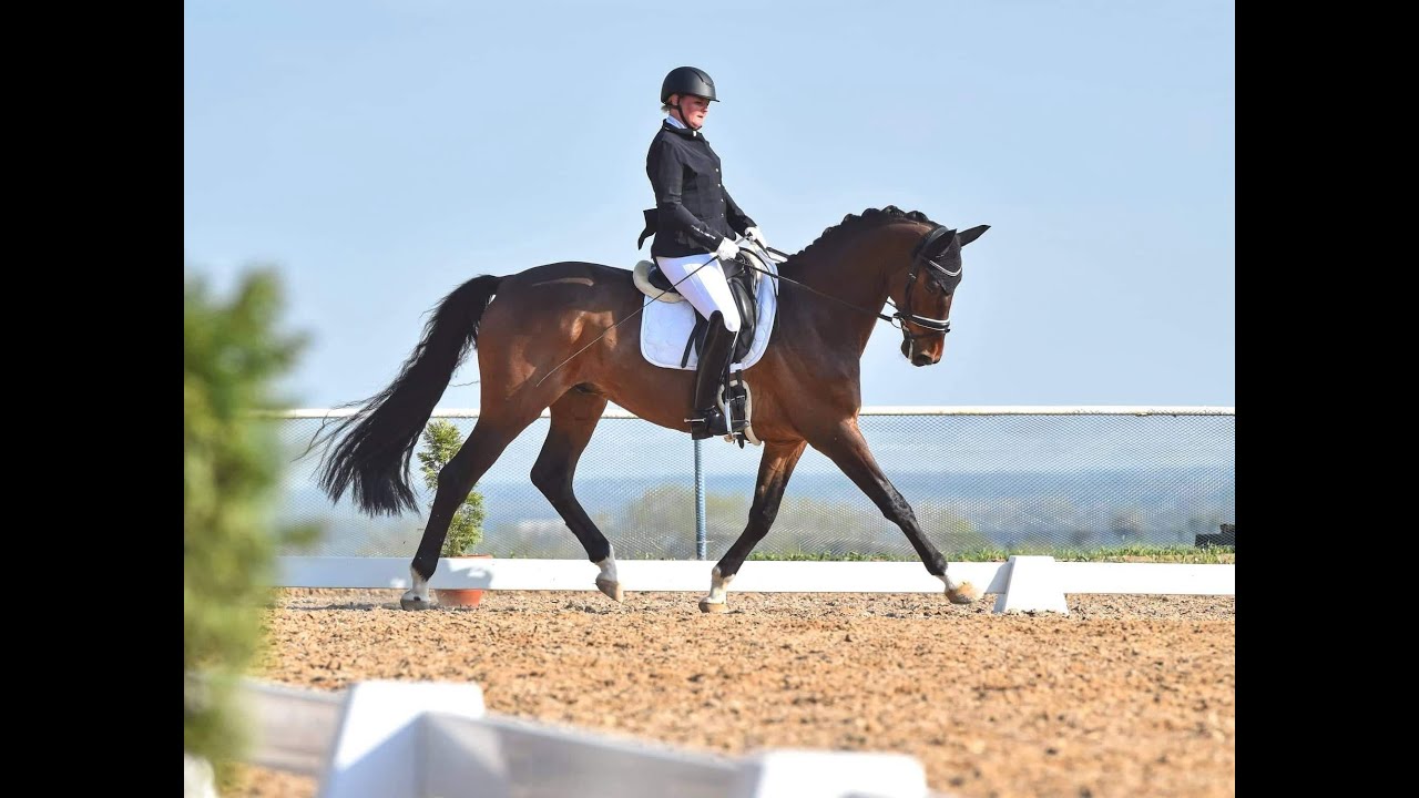 Fürst William *2015 Fürst Wilhelm x Weltmeyer DRESSAGE - YouTube