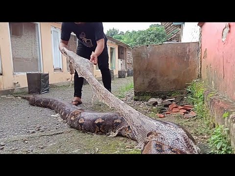 ULAR PYTHON 8 METER GANTI KULIT - YouTube