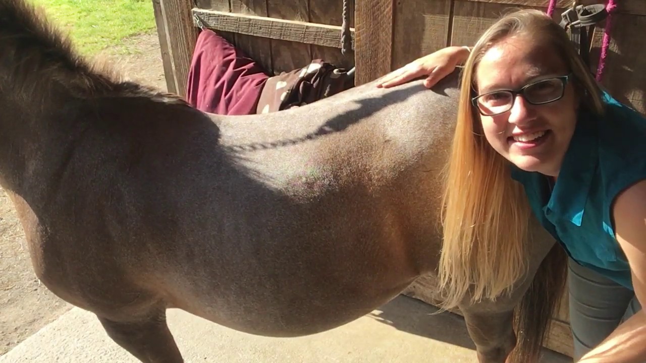 Bai Hui Acupressure Point | Support for Hind End Weakness, Arthritis ...