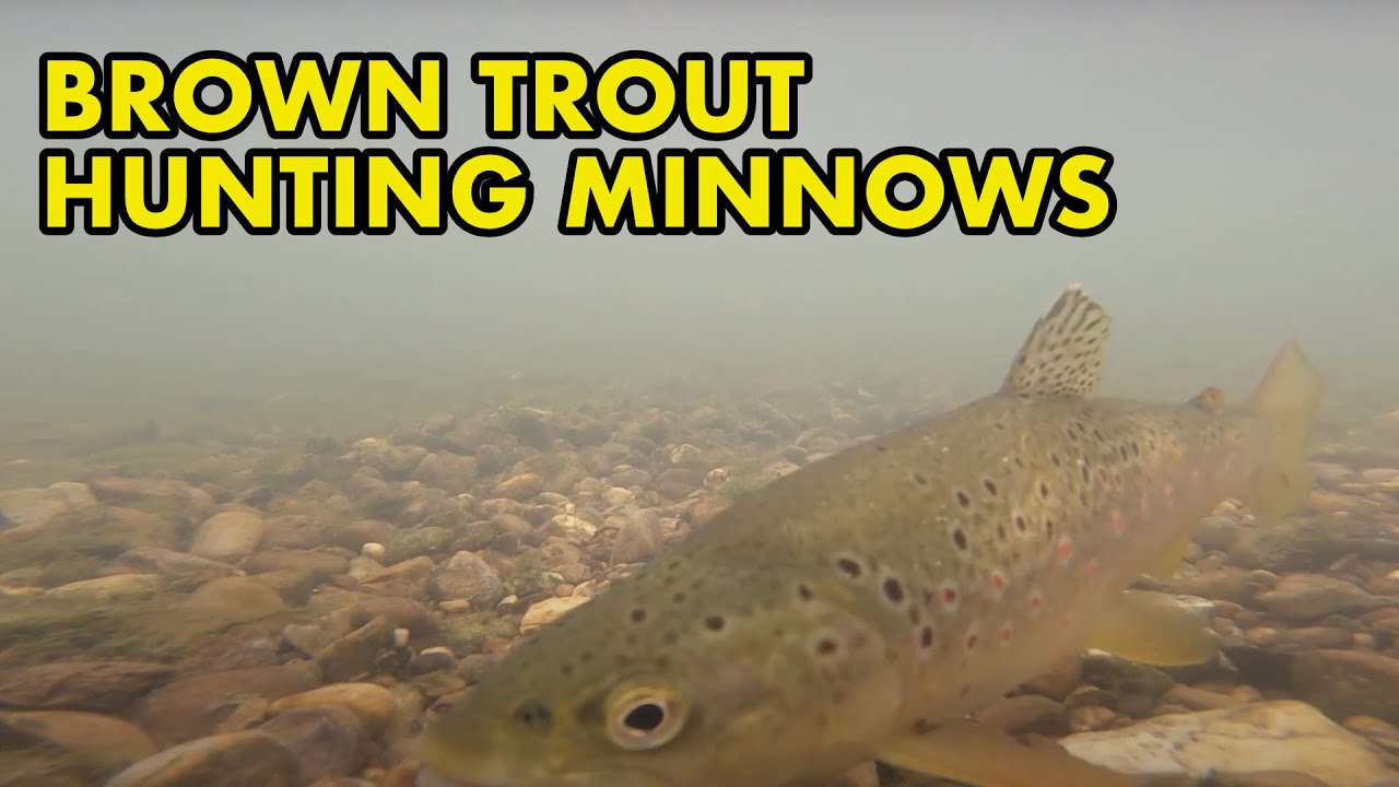 Trout Hunting a Shoal of Minnows - YouTube