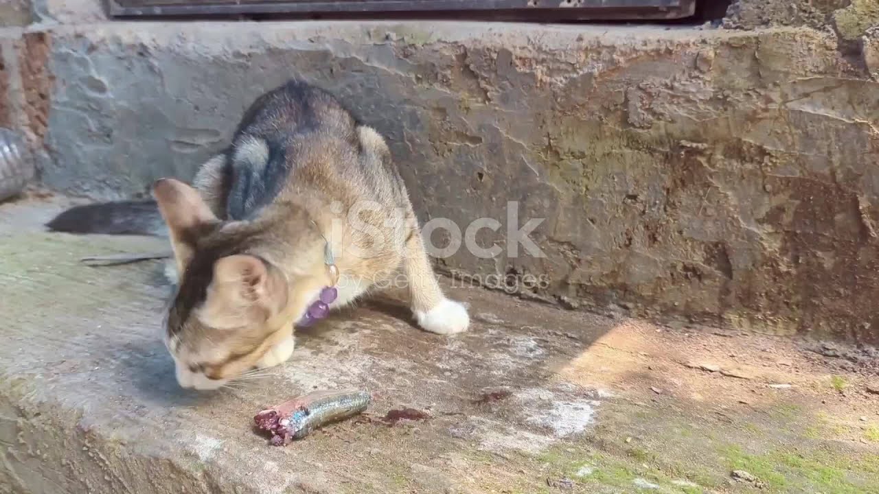 how do cats eat fish bones - YouTube