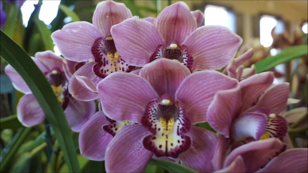 North Jersey Orchid Show - YouTube