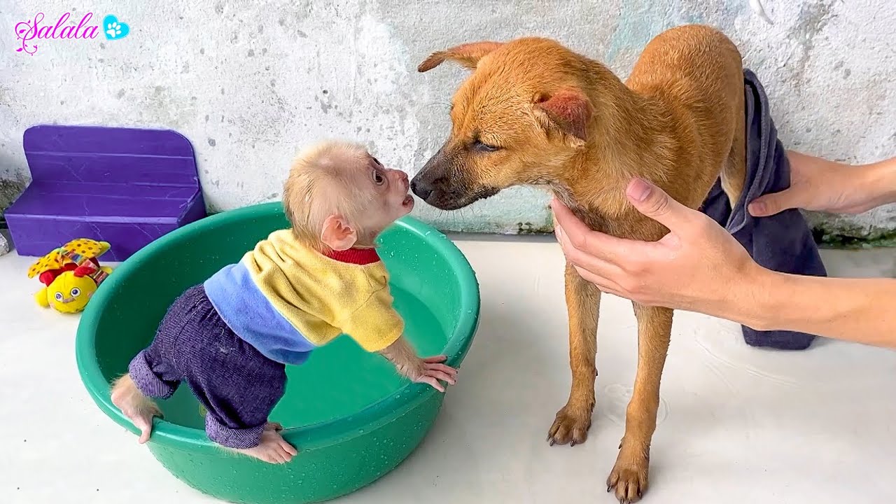 Happy day of monkey LaLa and dog Oni with dad - YouTube