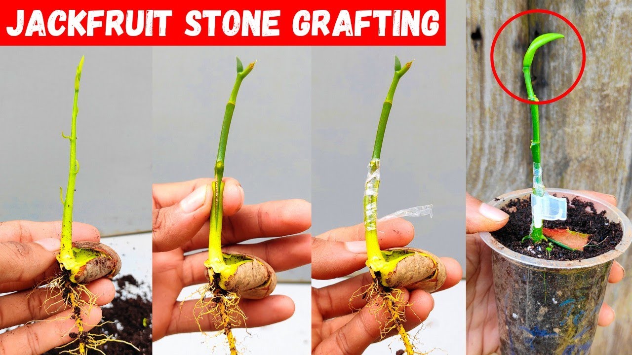 Stone grafting Jackfruit tree | how to graft jackfruit tree #grafting ...