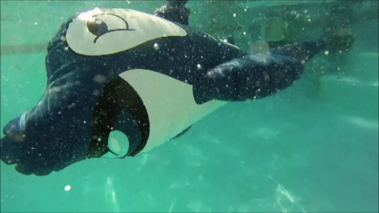 Pool Pets show video - YouTube