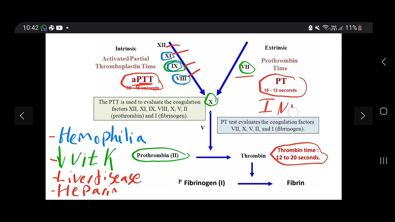 General Diagram - Clotting Time - PT - INR - PPT - Thrombin time - YouTube