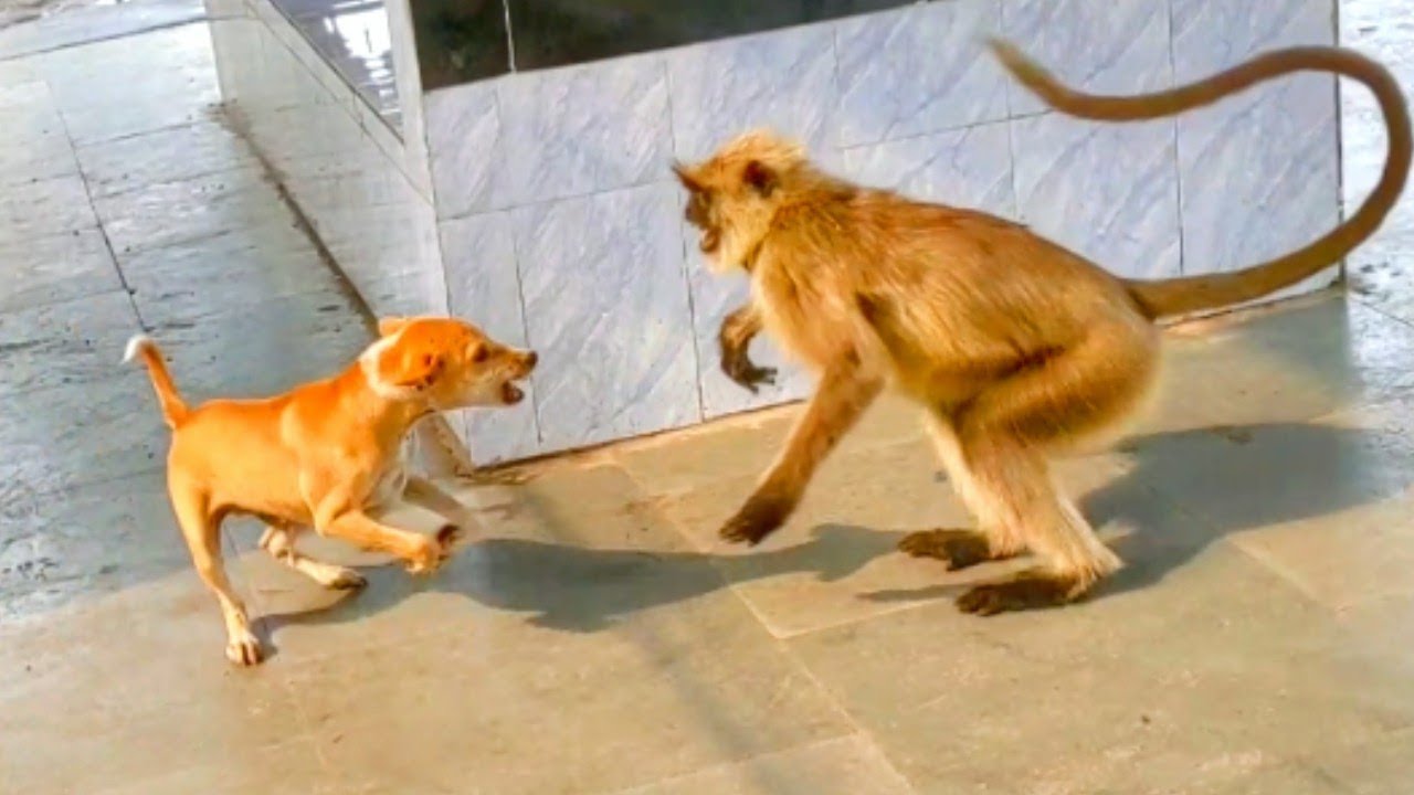 dog vs langoor. monkey vs dog .Dog vs monkey who will win.Dog vs monkey ...