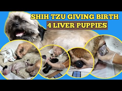 How To Take Care Shih Tzu After Giving Birth