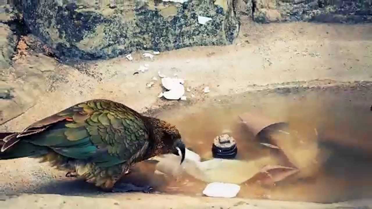 Funny Kea Bird is Super Cute - YouTube
