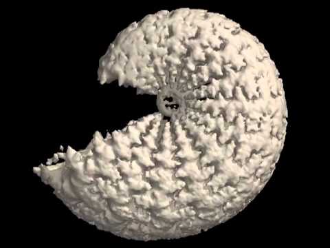 CT scan fossil Ammonites / アンモナイト - YouTube