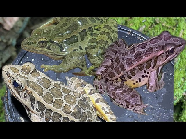 Pickerel Frog Pickerel Frog