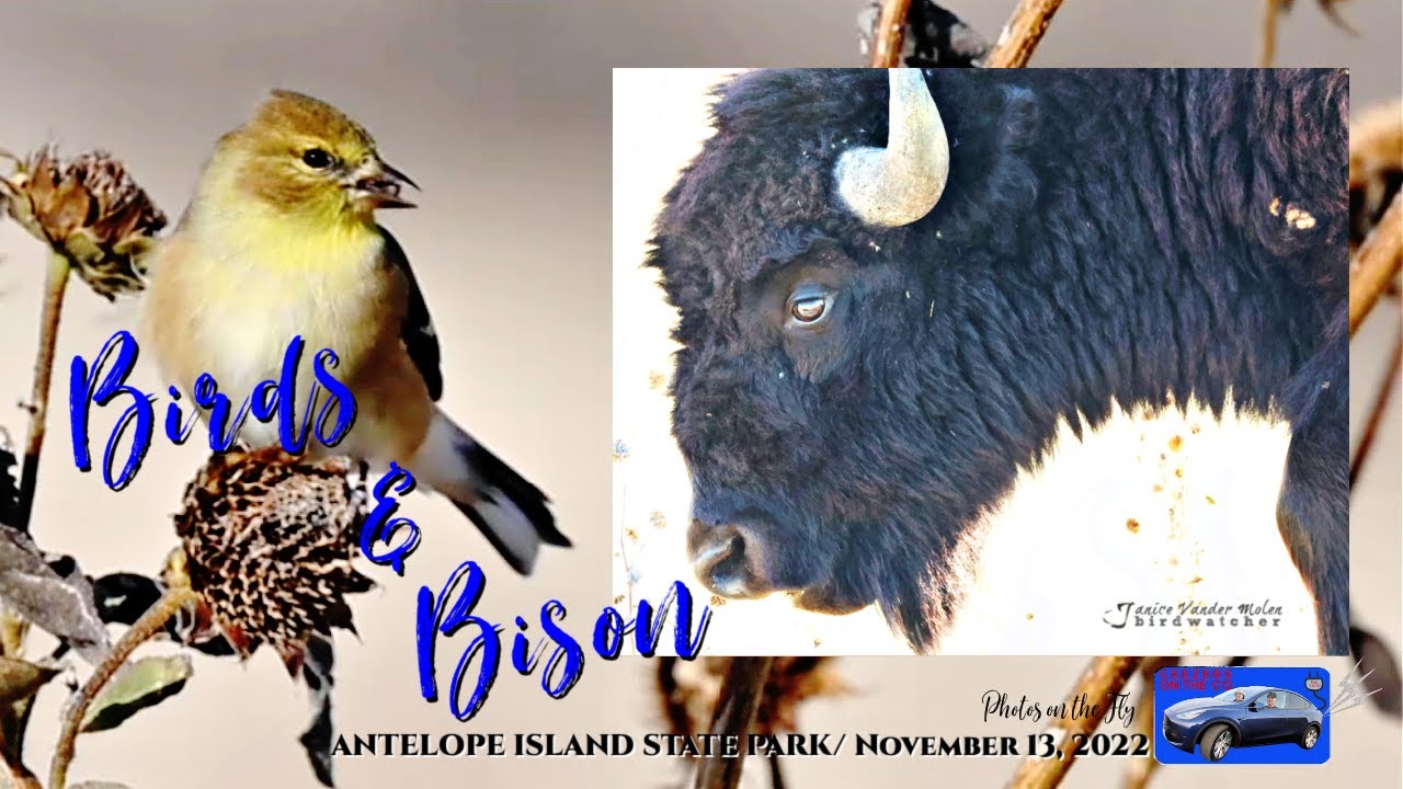 Birds and Bison! - YouTube