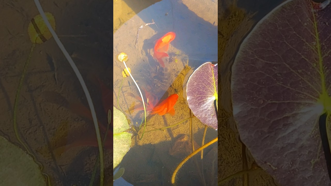 cute fish# two small cute fish# - YouTube