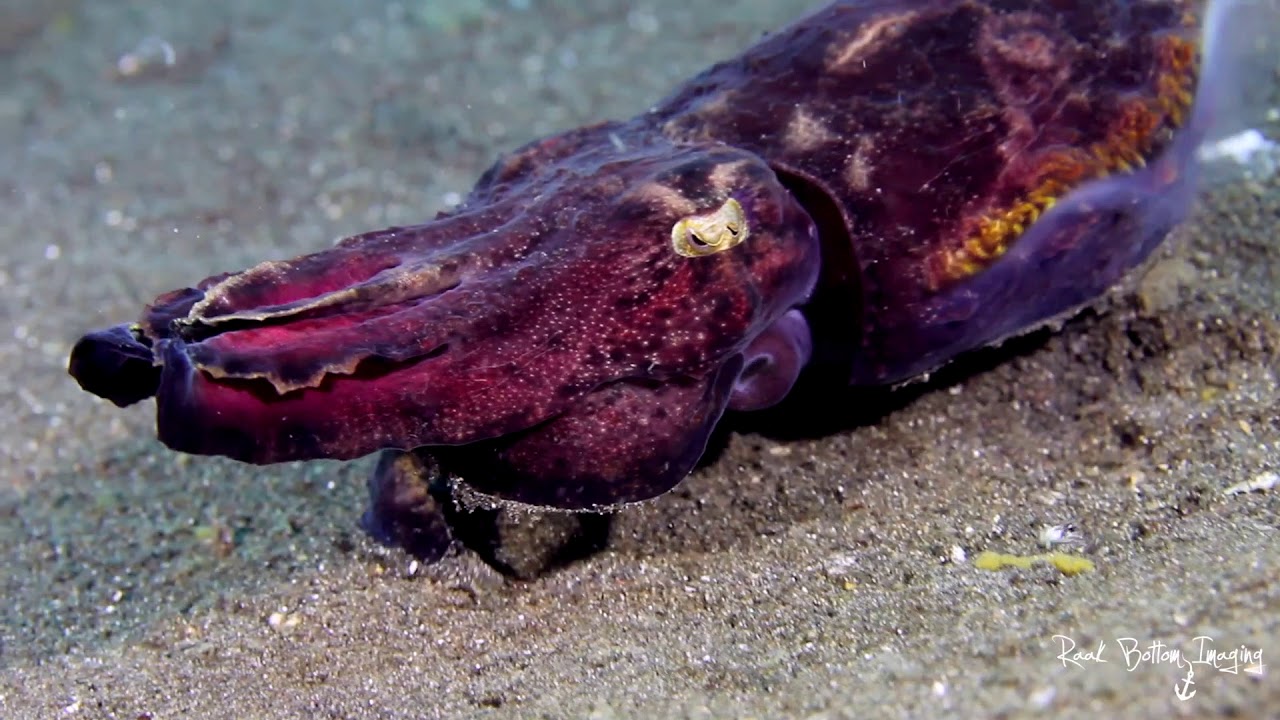 Creature Feature: Flamboyant Cuttlefish - YouTube