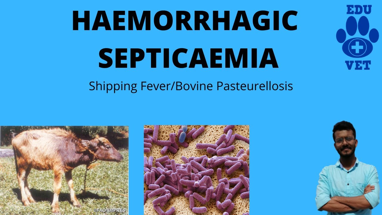 Hemorrhagic Septicemia Simplified - YouTube